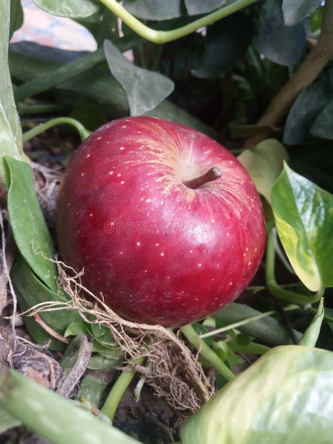 APPLE FELL on the GROUND from the TREE Stock Photo - Image of leaf ...