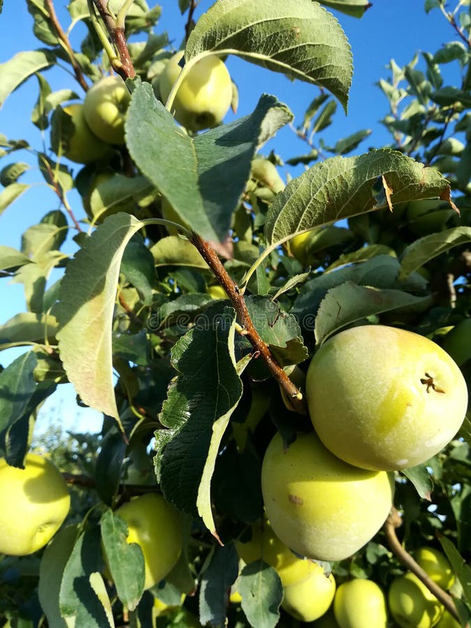 Apple Field in Corella, Spain Stock Photo - Image of alfaro, spain ...