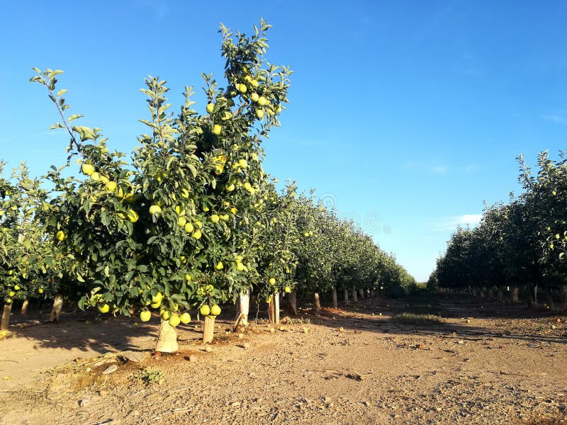Apple Field in Corella, Spain Stock Photo - Image of flora, spring ...