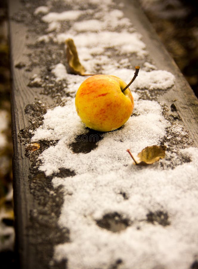 Apple on the First October Snow Stock Photo - Image of october, life ...