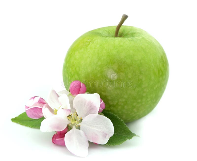 Apple with flower stock image. Image of background, blossom - 19373365