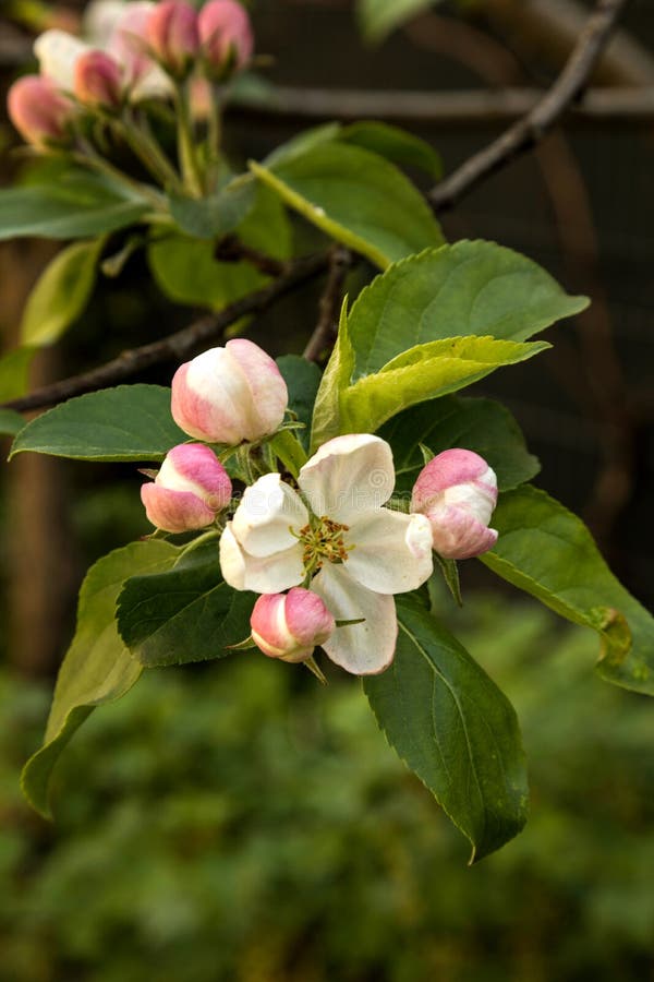 Apple Flower Bloom. Spring Garden. Stock Image - Image of apple ...