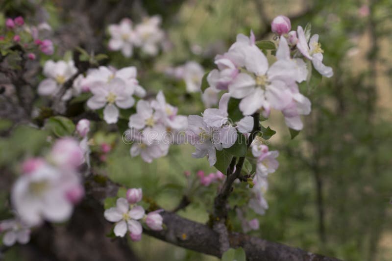 Apple flower stock image. Image of macro, detail, blooming - 71823827