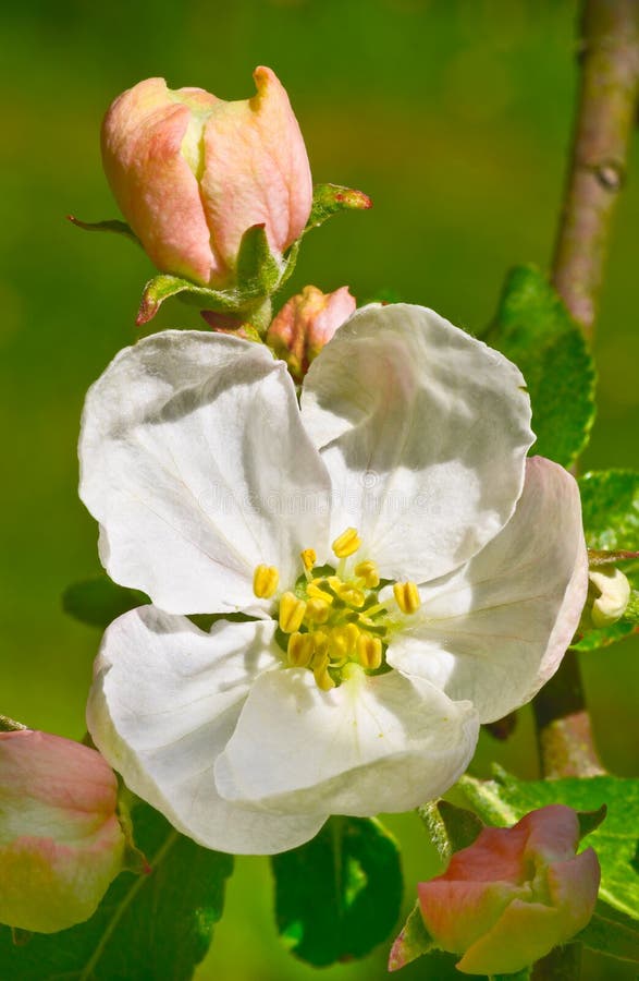 Apple flower stock image. Image of fresh, flower, branch - 56043681