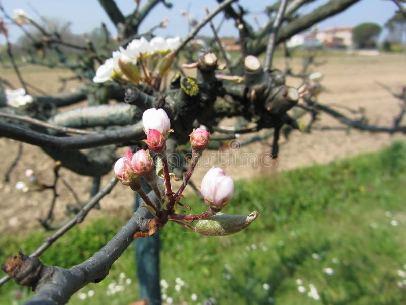 Apple Flower Closed Buds in Spring . Tuscany, Italy Stock Photo - Image ...