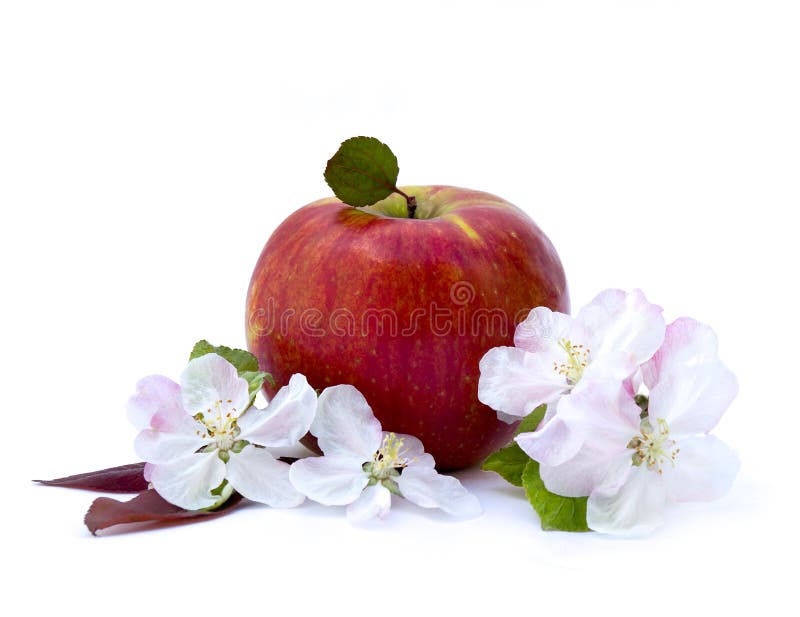 Red Apple with Flower Apple Tree on a White Background Stock Image ...