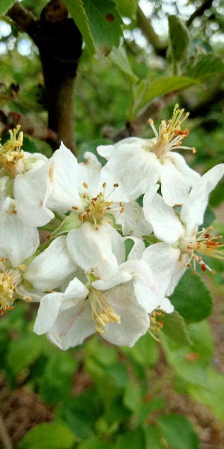 Apple Flower Grow on East Java Hill Stock Photo - Image of apple, east ...