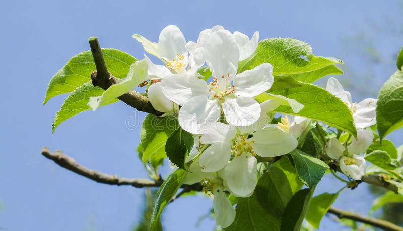 Apple flower stock image. Image of blossom, flower, plant - 40148207