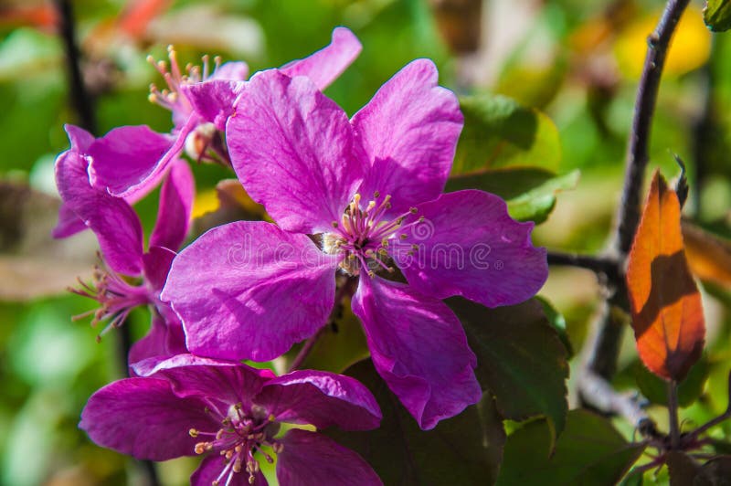 Apple flower Pink color stock photo. Image of flowers - 50236262