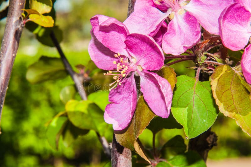 Apple flower Pink color stock photo. Image of beauty - 50236278