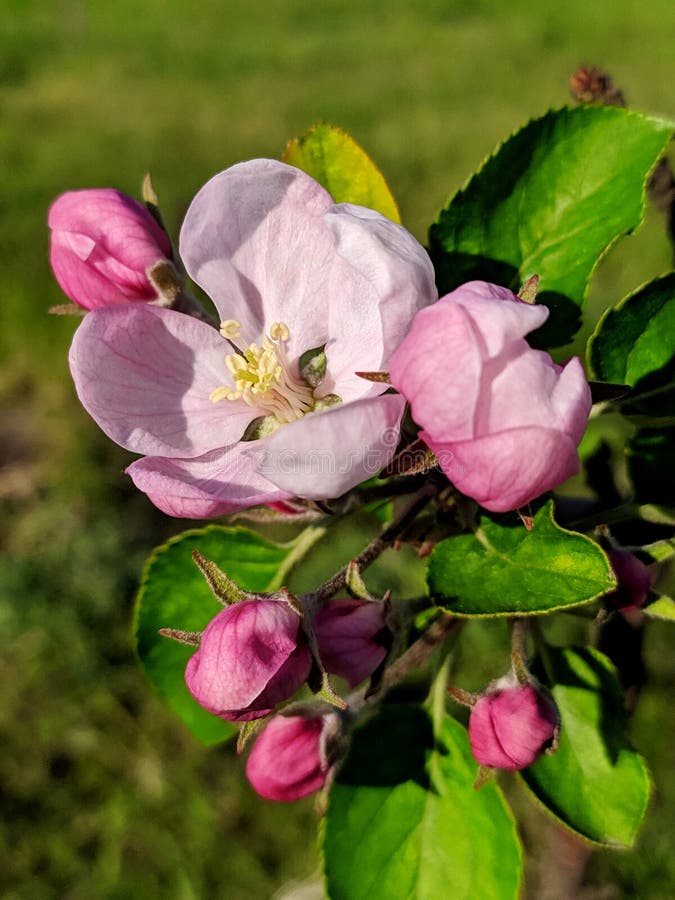Apple Flower. Pink Flower of Fruit Trees Stock Image - Image of blossom ...