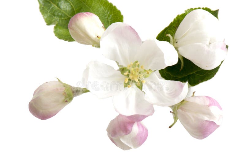 Apple Flower. Spring Flower Apple Blossoms Bloomed Isolated on White ...
