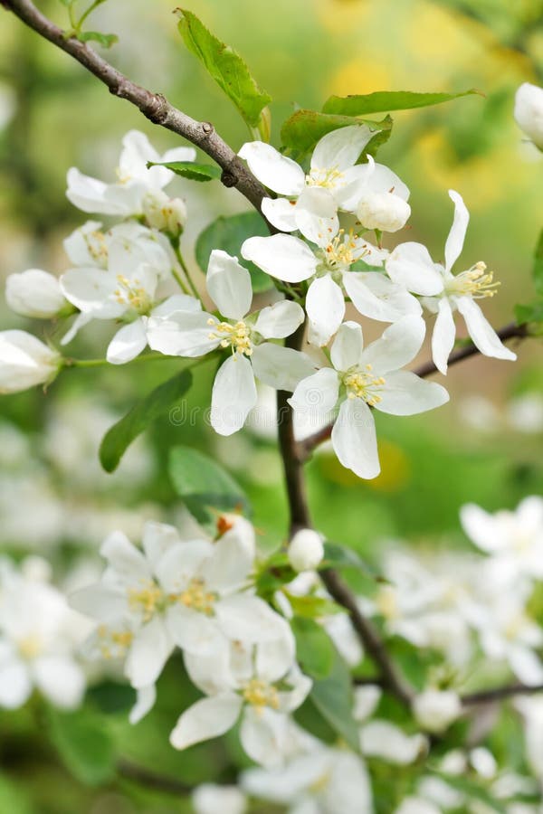 Apple flowers stock photo. Image of color, decoration - 14334546