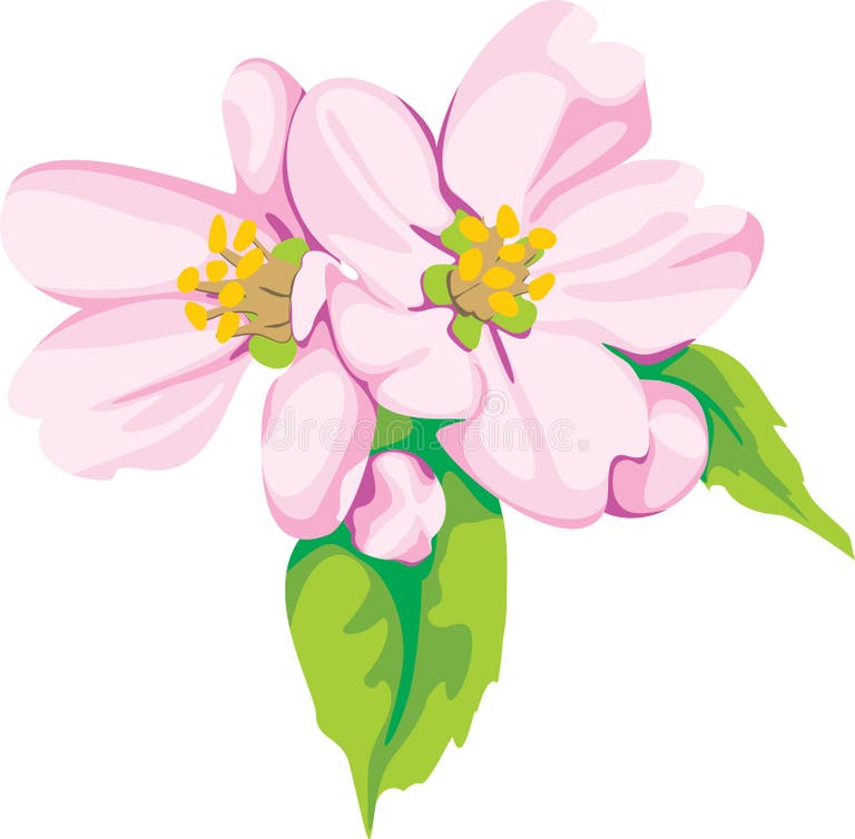 Crabapple Flowers Stock Illustrations – 48 Crabapple Flowers Stock ...