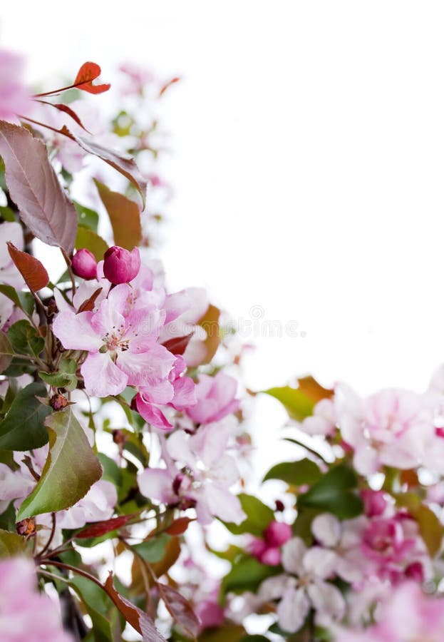 Apple blossoms background stock photo. Image of apple - 16042454