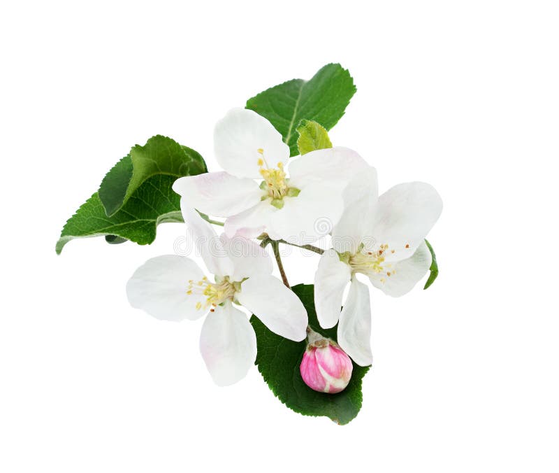 Apple flowers stock photo. Image of pink, isolated, ornamental - 40999318