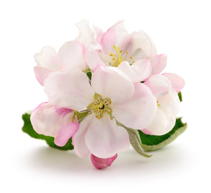 Apple flowers with leaves stock photo. Image of flower - 255256730