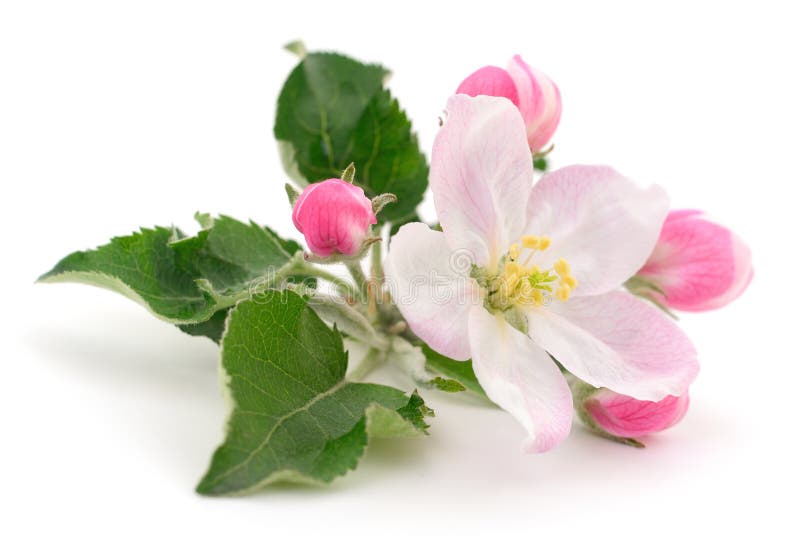 Apple flowers with leaves stock photo. Image of closeup - 271244894