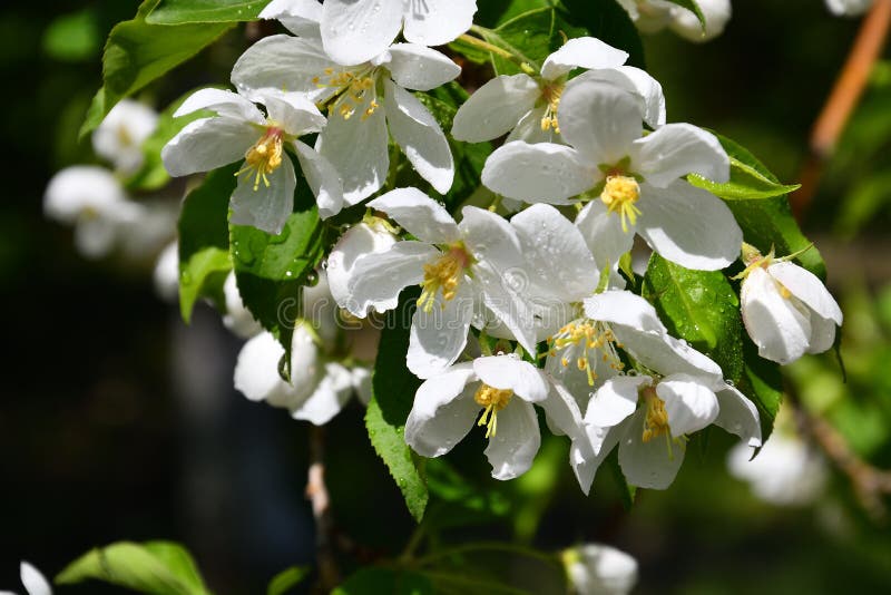 Apple Flowers White Color stock photo. Image of botany - 223612836