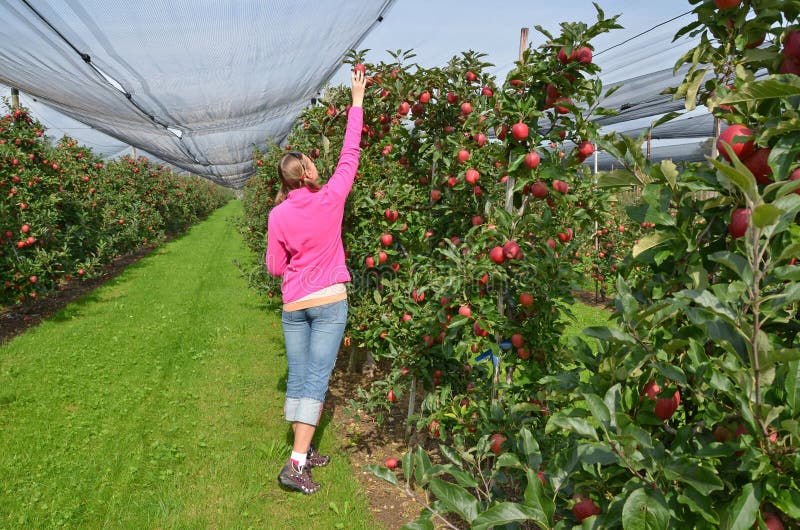 Champ de pommiers image stock. Image du herbe, cultivez - 31416641