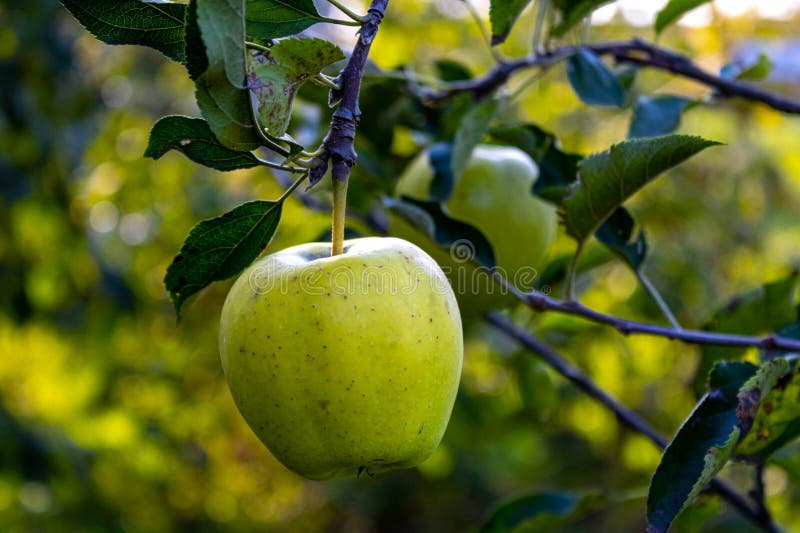 Apple Fruit in an Apple Orchard.Nice Green Stock Photo - Image of shrub ...
