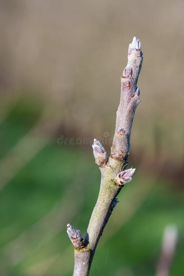 Apple fruit bud stock photo. Image of outdoor, agriculture - 170240036