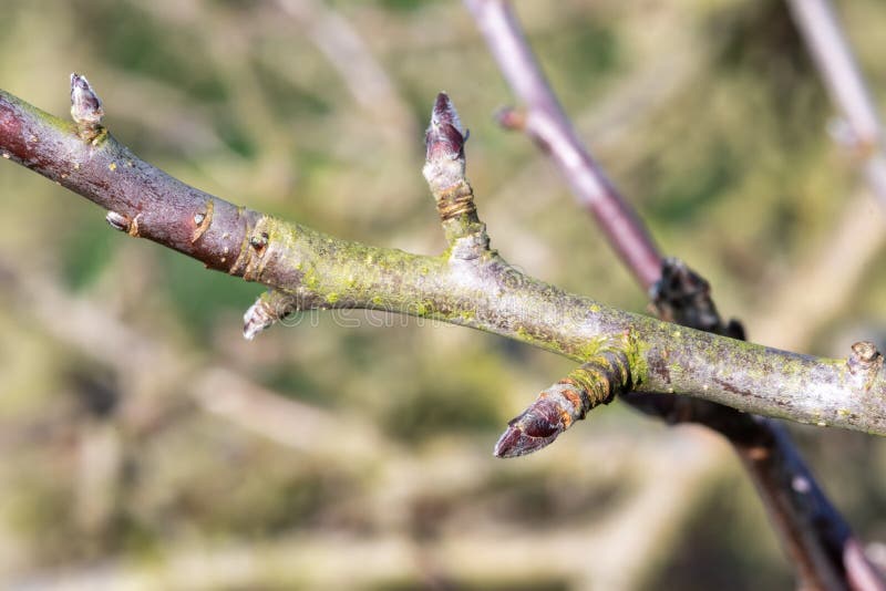 Apple fruit bud stock photo. Image of nature, natural - 169910108