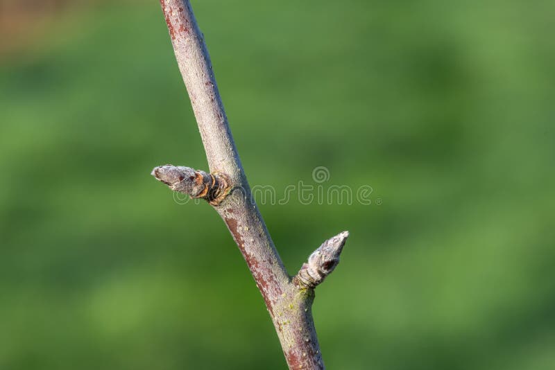 Apple fruit bud stock photo. Image of outdoor, natural - 169910624