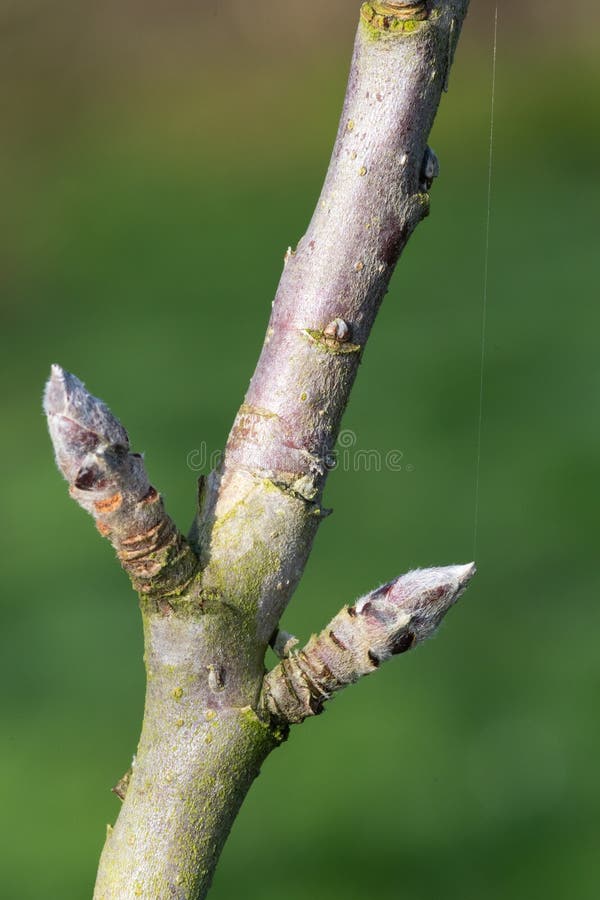 Apple fruit bud stock photo. Image of orchard, outdoor - 169910360
