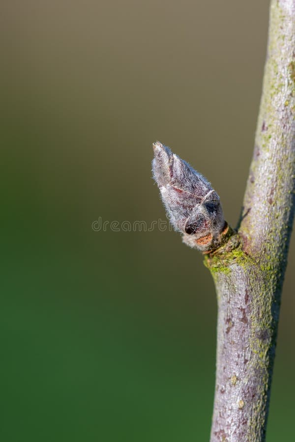 Apple fruit bud stock image. Image of color, branch - 170239955