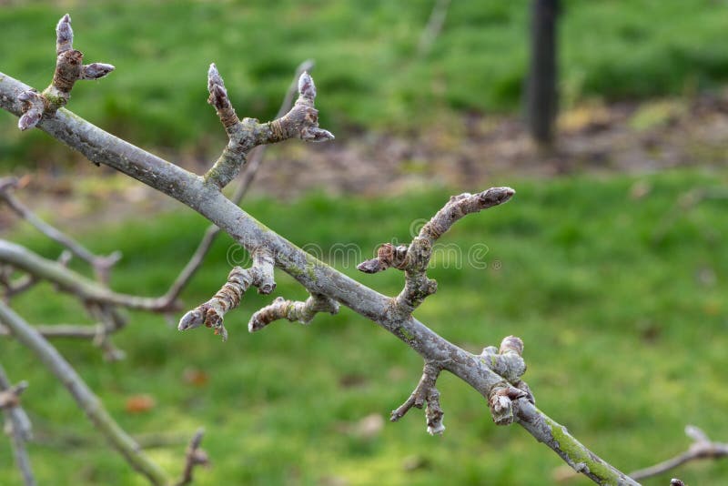 Apple fruit bud stock photo. Image of agricultural, seasonal - 268460348