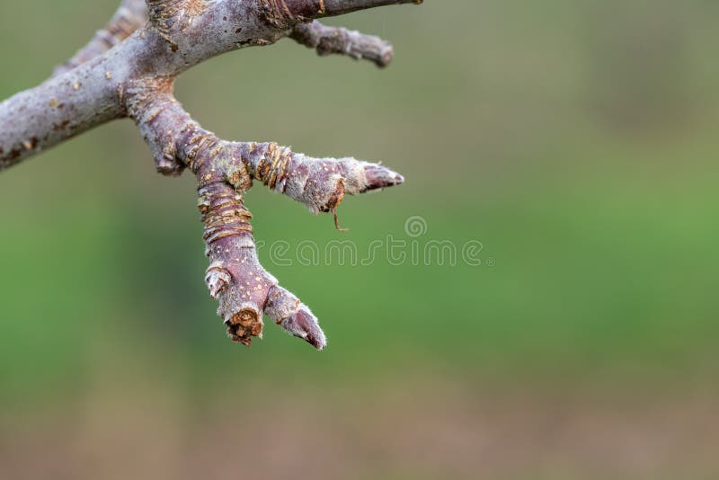 Apple fruit bud stock photo. Image of texture, closeup - 268460922