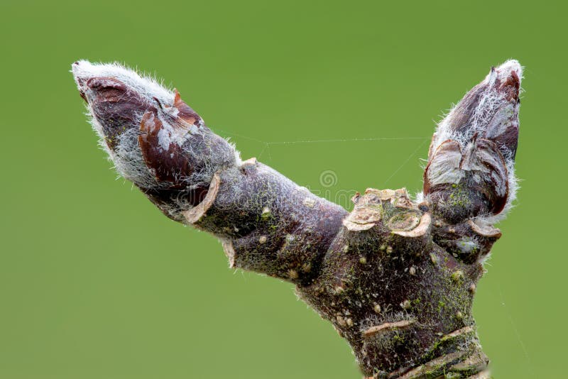 Apple fruit bud stock image. Image of garden, fruit - 268461995
