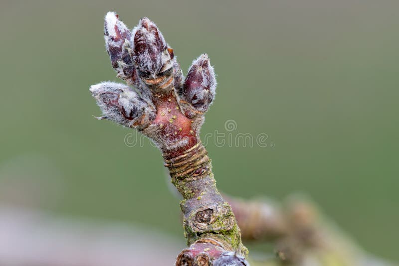 Apple fruit bud stock photo. Image of shot, close, branch - 268462020