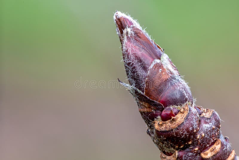 Apple fruit bud stock photo. Image of environment, garden - 268462124