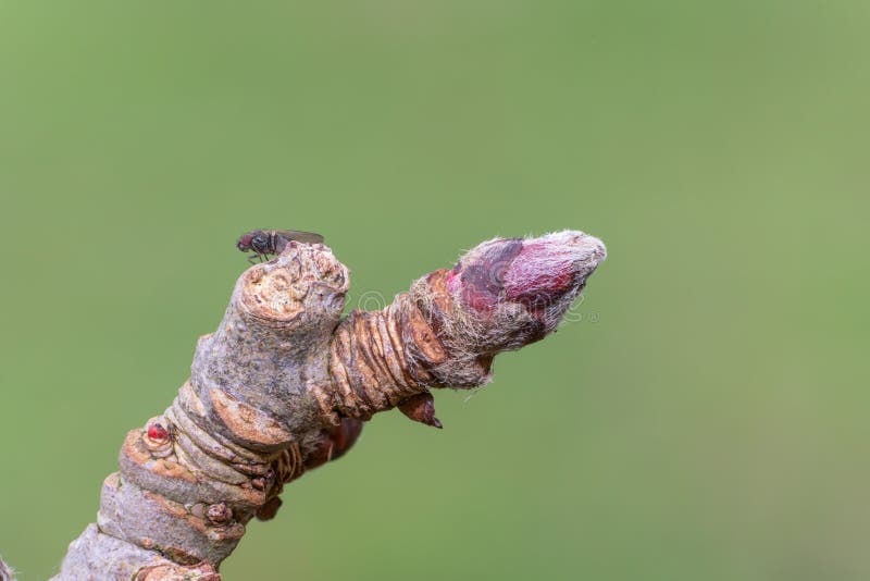 Apple fruit bud stock image. Image of nature, season - 268462185