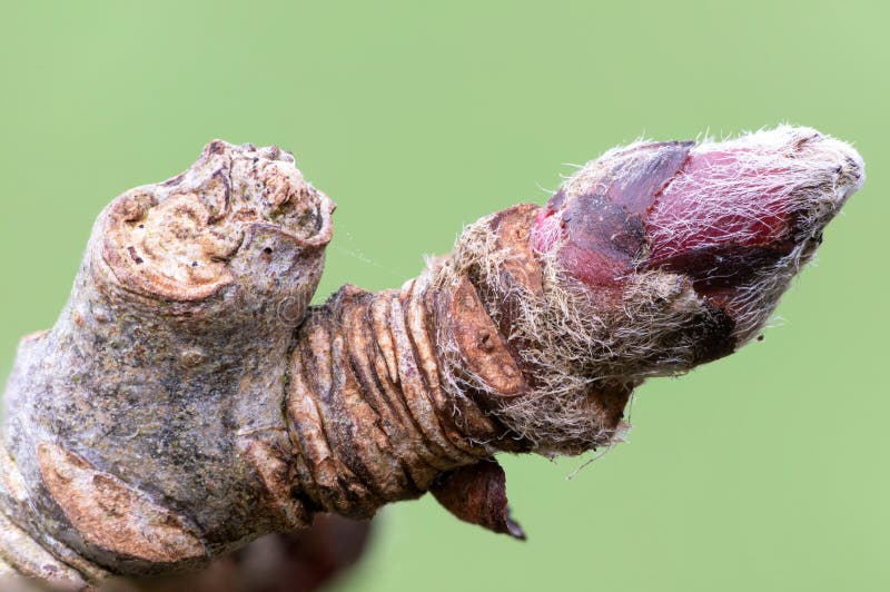 Apple fruit bud stock photo. Image of orchard, seasonal - 268462286