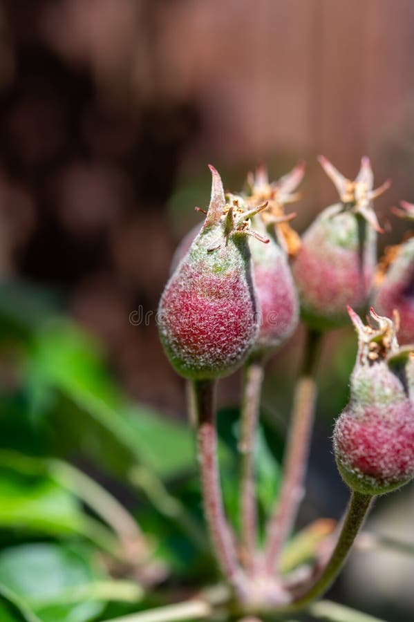 Apple Fruit Development Stage, Mini Apple Growing on Tree in Spring ...