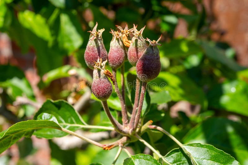 Apple Fruit Development Stage, Mini Apple Growing on Tree in Spring ...