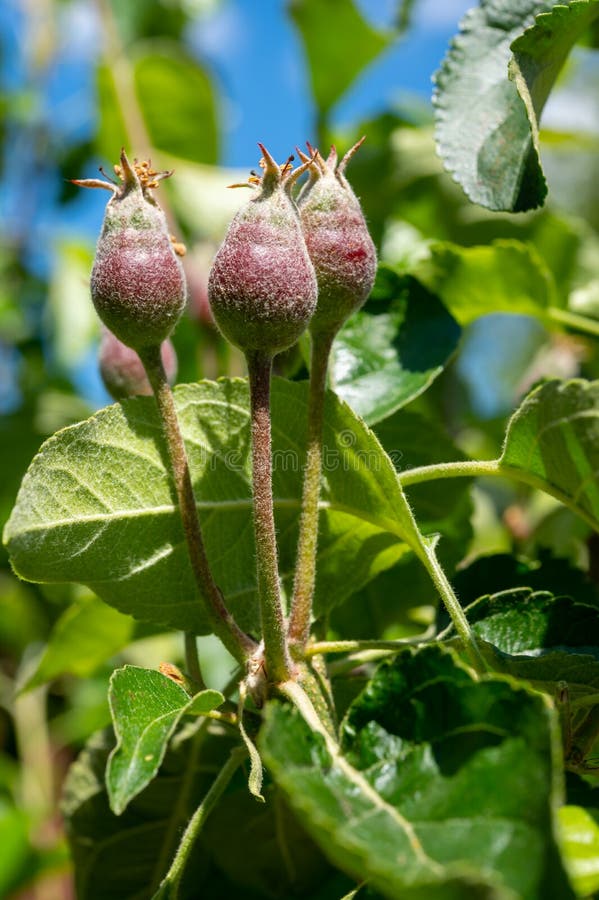 Apple Fruit Development Stage, Mini Apple Growing on Tree in Spring ...
