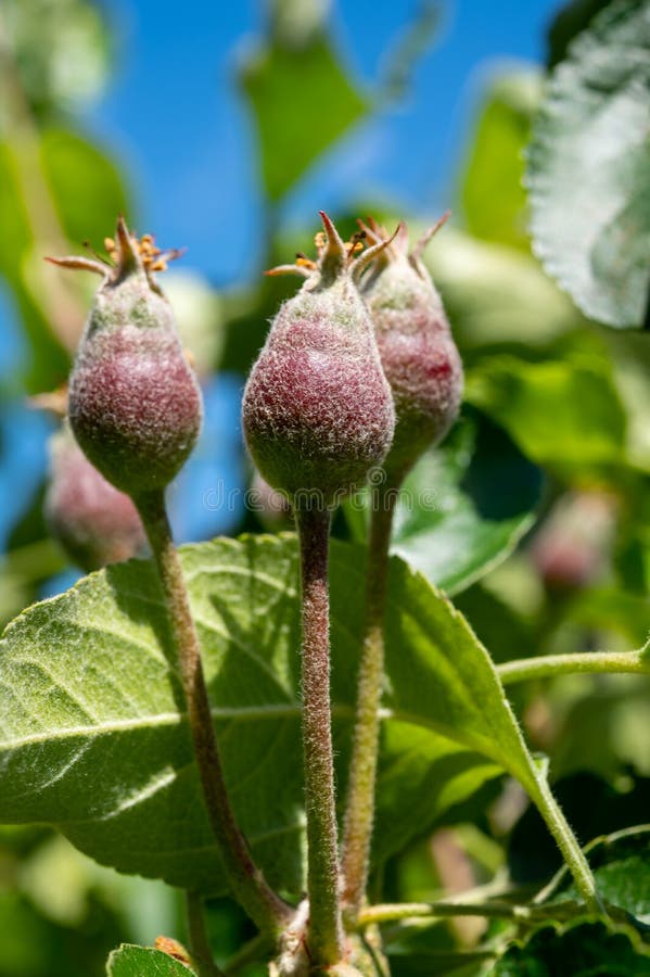 Apple Fruit Development Stage, Mini Apple Growing on Tree in Spring ...