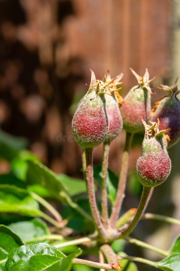 Apple Fruit Development Stage, Mini Apple Growing on Tree in Spring ...