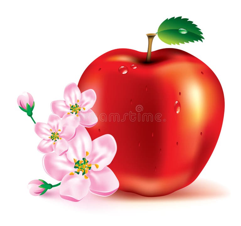 Beautiful Apple Flowers Stock Illustrations – 13,020 Beautiful Apple ...