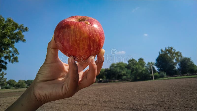Fresh Apple fruit in hand stock image. Image of fruit - 197865799