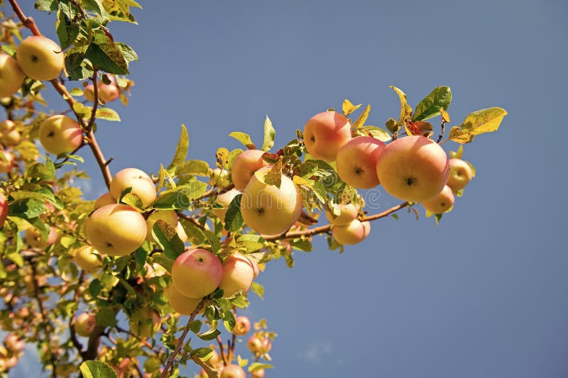 Apple Fruit Horticulture. Apple Fruit Horticulture in Orchard Stock ...