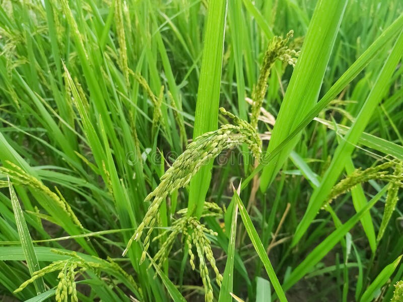 Golden Rice Paddy Field Green Natural Organic Stock Image - Image of ...