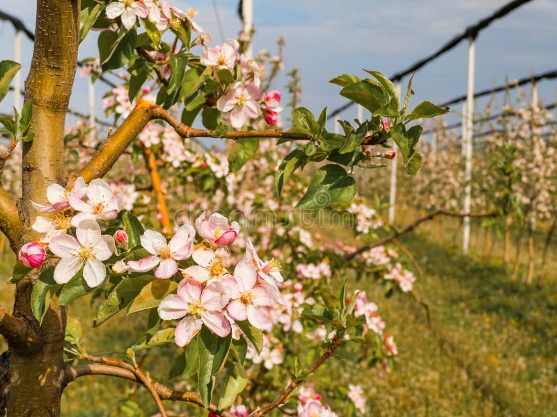 Apple Fruit Orchard with Trees in Bloom Stock Photo - Image of flower ...
