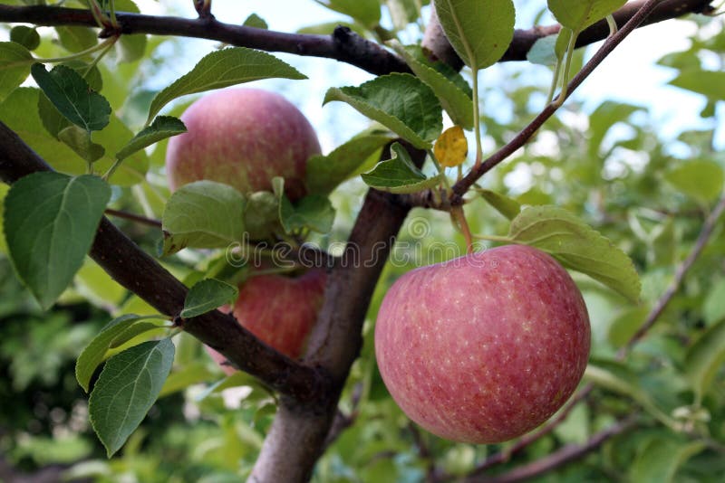 Apple fruit stock image. Image of organic, farm, natural - 156359765