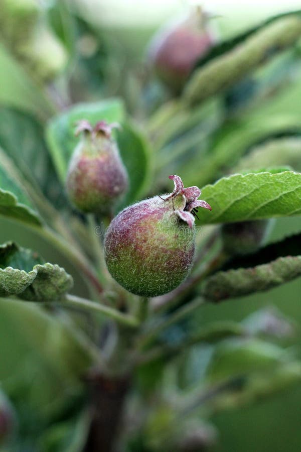Apple fruit stock image. Image of botanical, cider, tree - 149521513