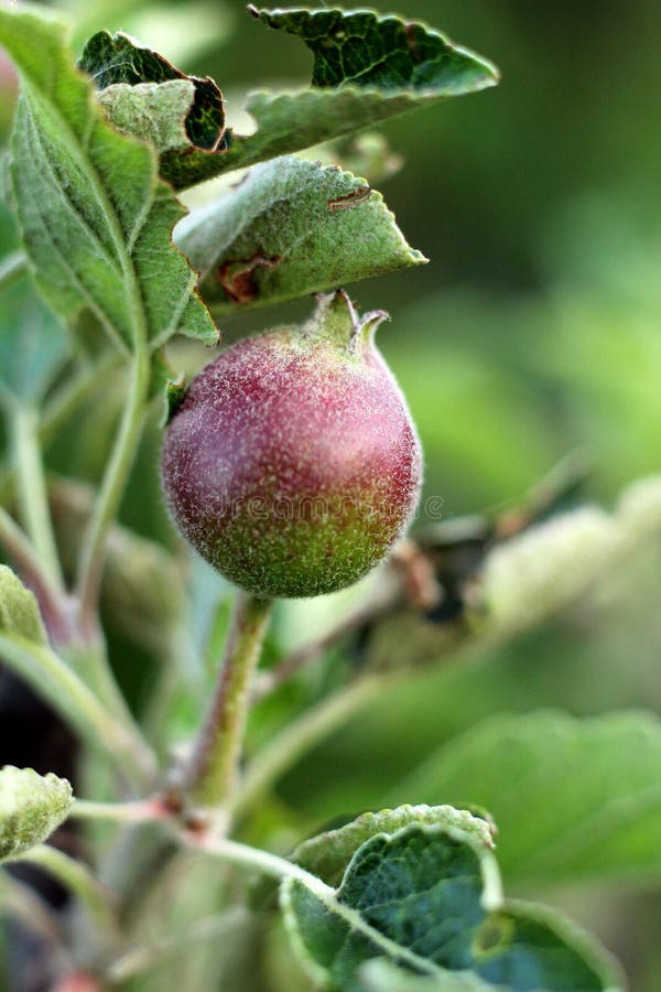 Apple fruit stock image. Image of grow, apple, apples - 149521535